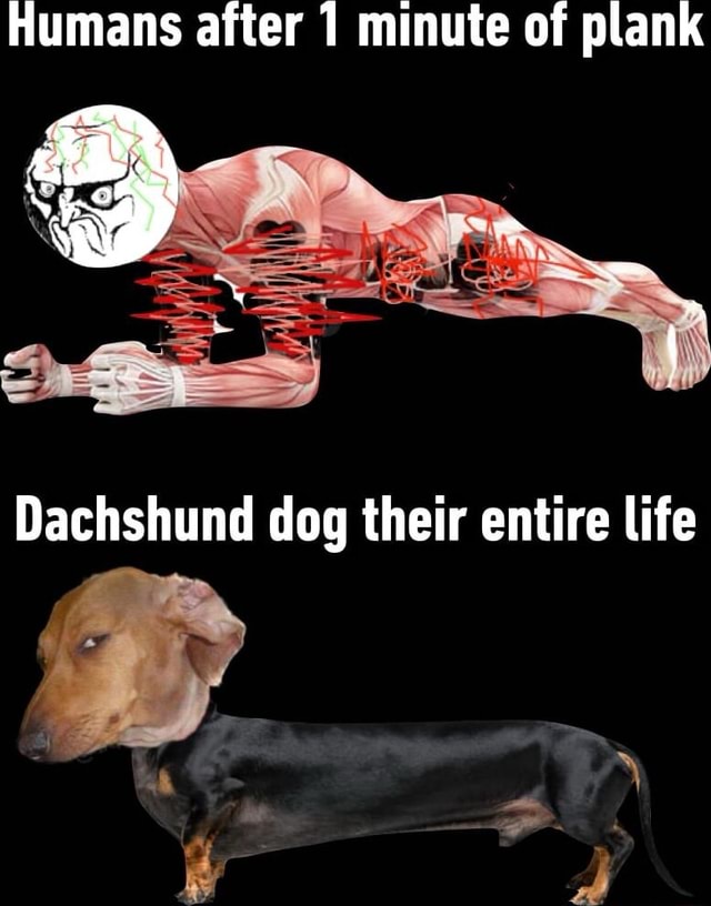 Humans after 1 minute of plank Dachshund dog their entire life - iFunny