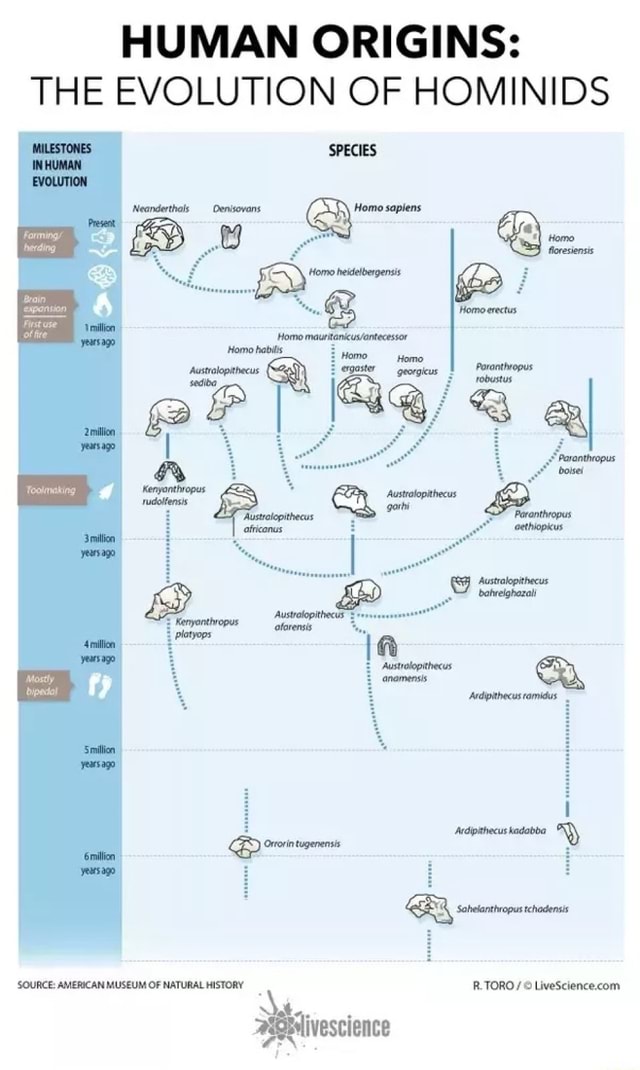 HUMAN ORIGINS: THE EVOLUTION OF HOMINIDS MILESTONES. SPECIES INHUMAN ...