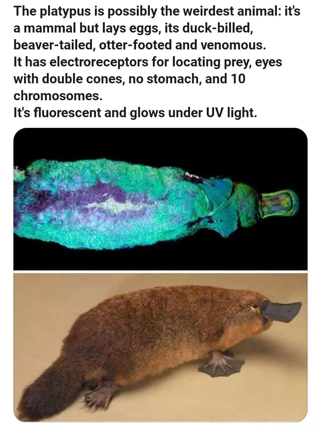 The platypus is possibly the weirdest animal: it's a mammal but lays ...