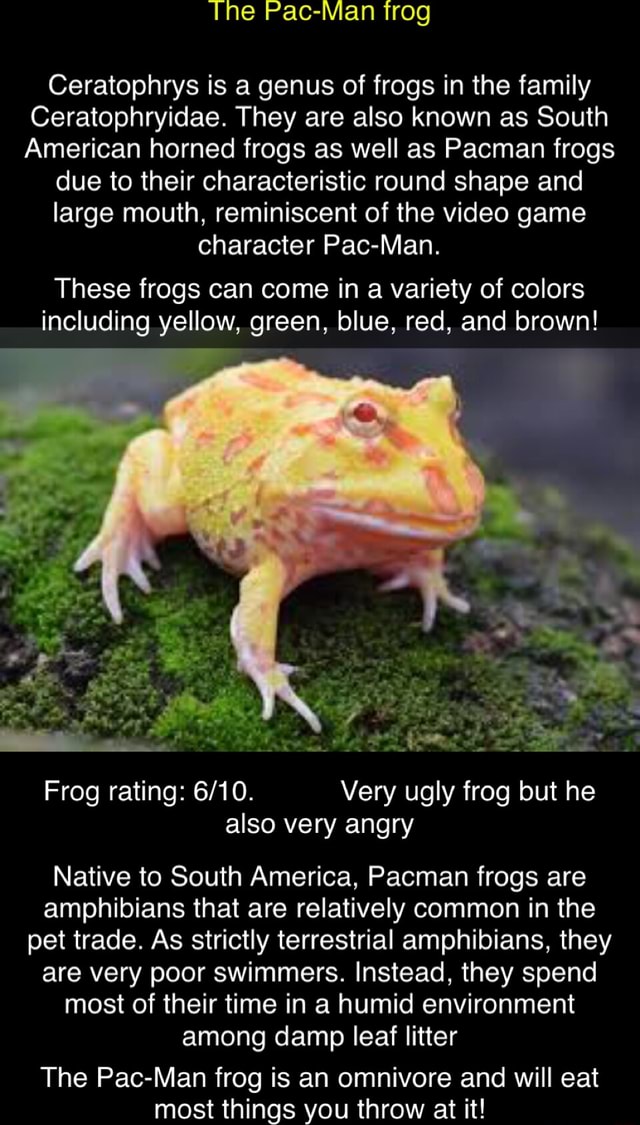 The Pac-Man trog Ceratophrys is a genus of frogs in the family ...