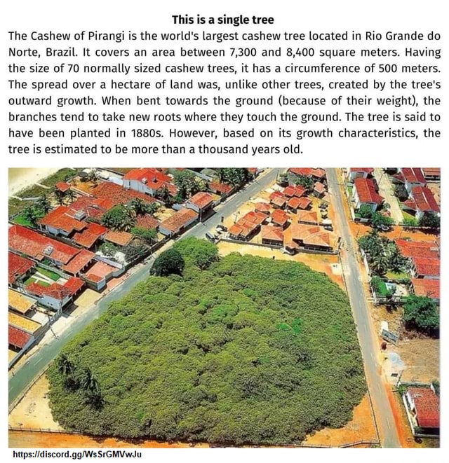 This is a single tree The Cashew of Pirangi is the world's largest ...