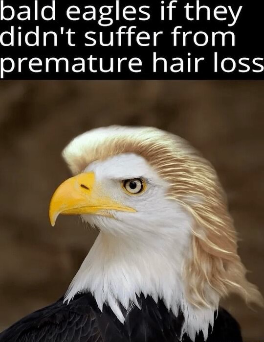 Bald eagles if they didn't suffer from premature hair loss - iFunny