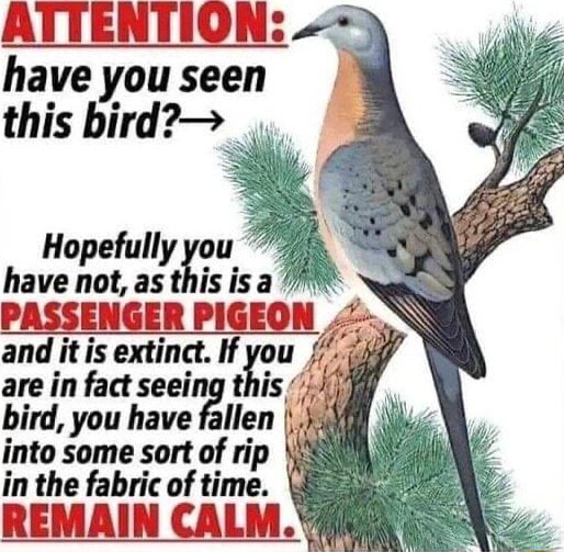 ATTENTION: have you seen this bird? Hopefully you have not, as this is ...