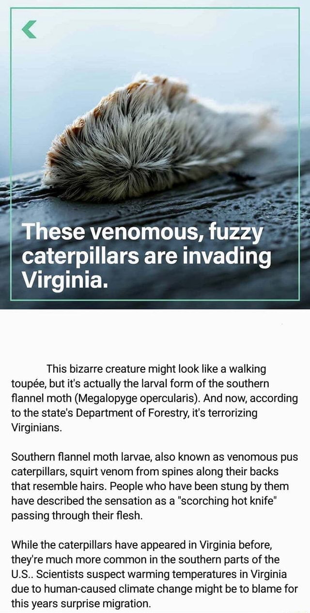 Ese venomous, fuzzy caterpillars are invading Virginia. This bizarre ...