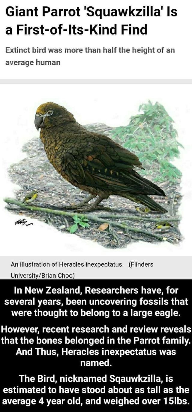 Giant Parrot 'Squawkzilla' Is a First-of-Its-Kind Find Extinct bird was ...