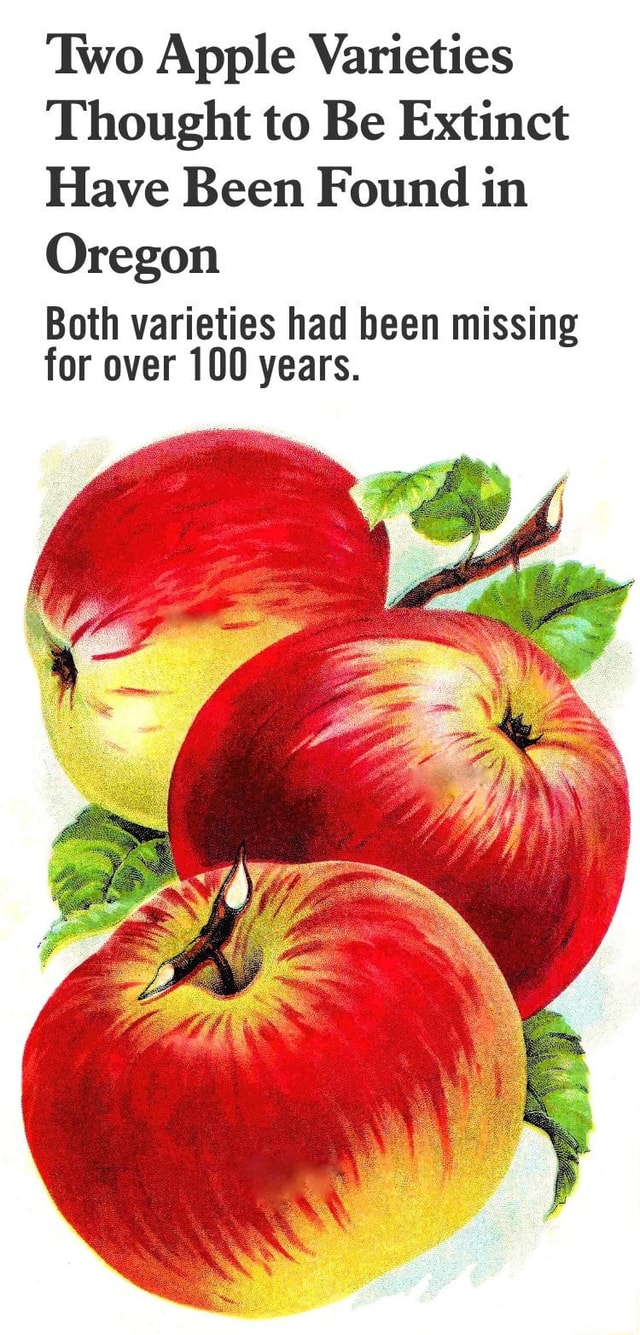 Two Apple Varieties Thought to Be Extinct Have Been Found in Oregon ...