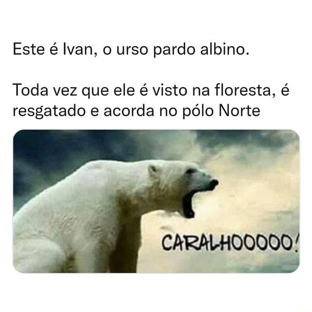 Este é Ivan, o urso pardo albino. Toda vez que ele é visto na floresta ...