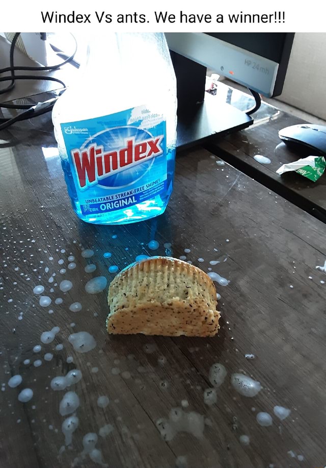 Windex Vs ants. We have a winner!!! - iFunny