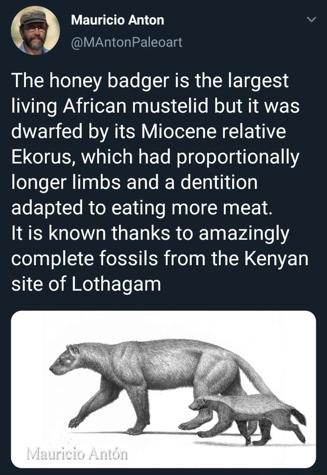 Mauricio Anton The honey badger is the largest living African mustelid ...