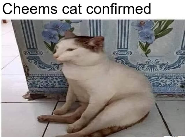 Cheems cat confirmed - iFunny