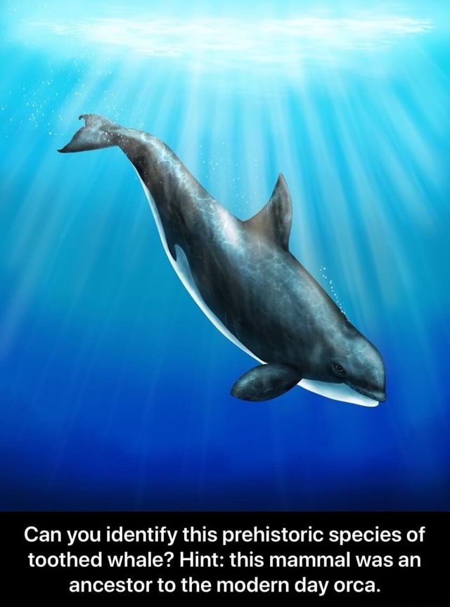 Can you identify this prehistoric species of toothed whale? Hint: this ...