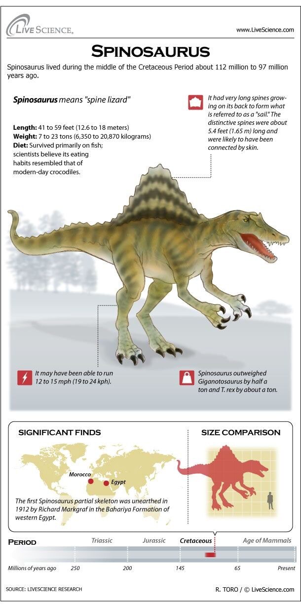 E SCIENCE, www.LiveScience.com_ SPINOSAURUS Spinosaurus lived during ...
