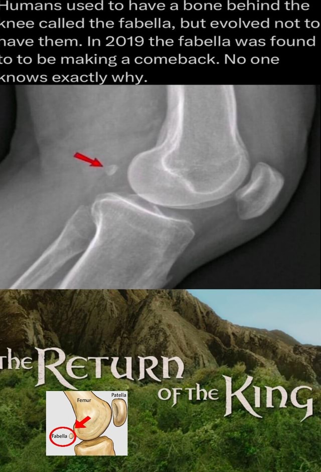 Jumans used to nave a bone behind the