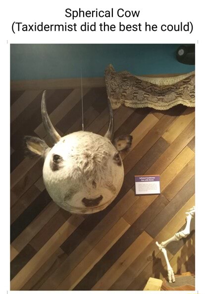 Spherical Cow (Taxidermist did the best he could) - iFunny