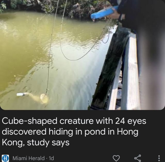 Cube-shaped creature with 24 eyes discovered hiding in pond in Hong ...