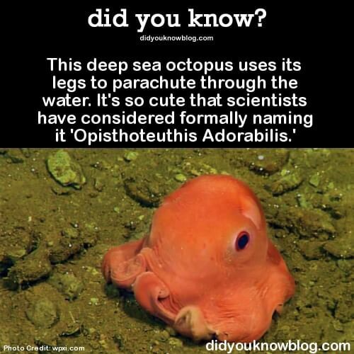 Did you know? This deep sea octopus uses its legs to parachute through ...
