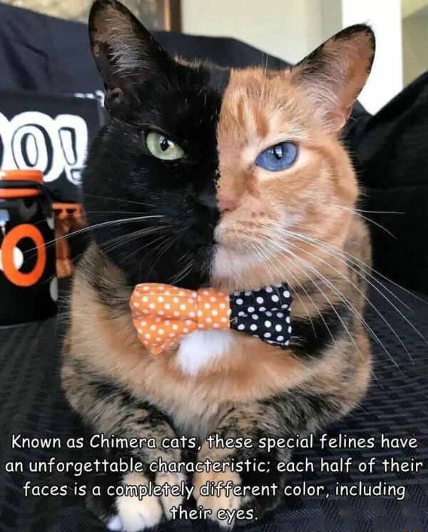 Known as Chim Cats, ,these special felines have an faces unforgettable ...