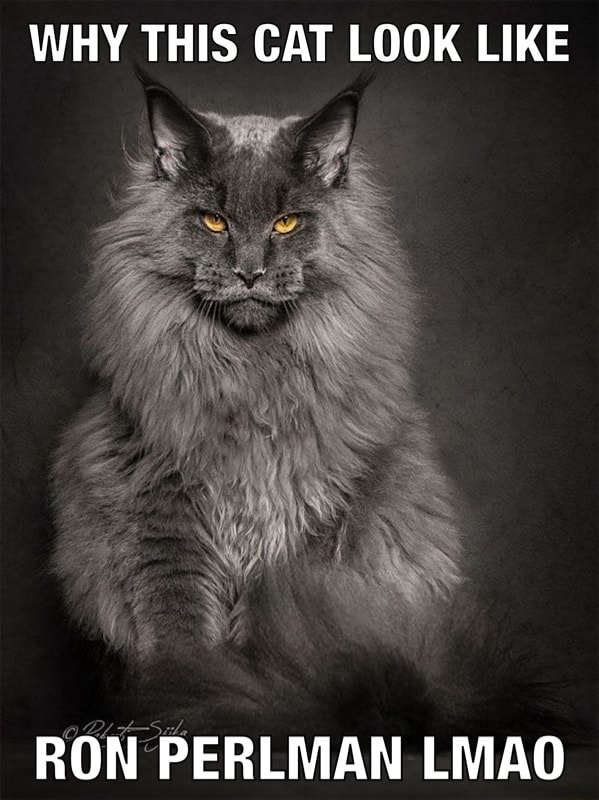 WHY THIS CAT LOOK LIKE RON PERLMAN LMAO - iFunny