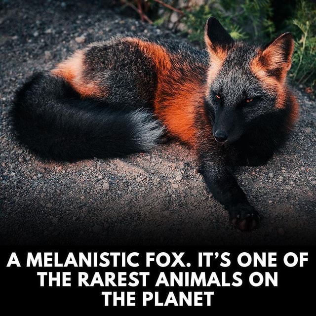 A MELANISTIC FOX. IT'S ONE OF THE RAREST ANIMALS ON THE PLANET ...