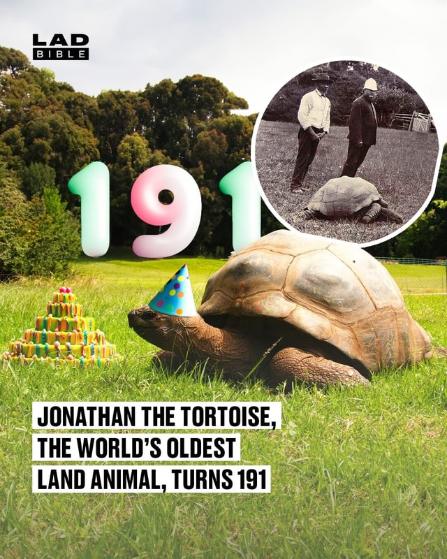 Jonathan the tortoise is officially years old The Seychelles giant ...