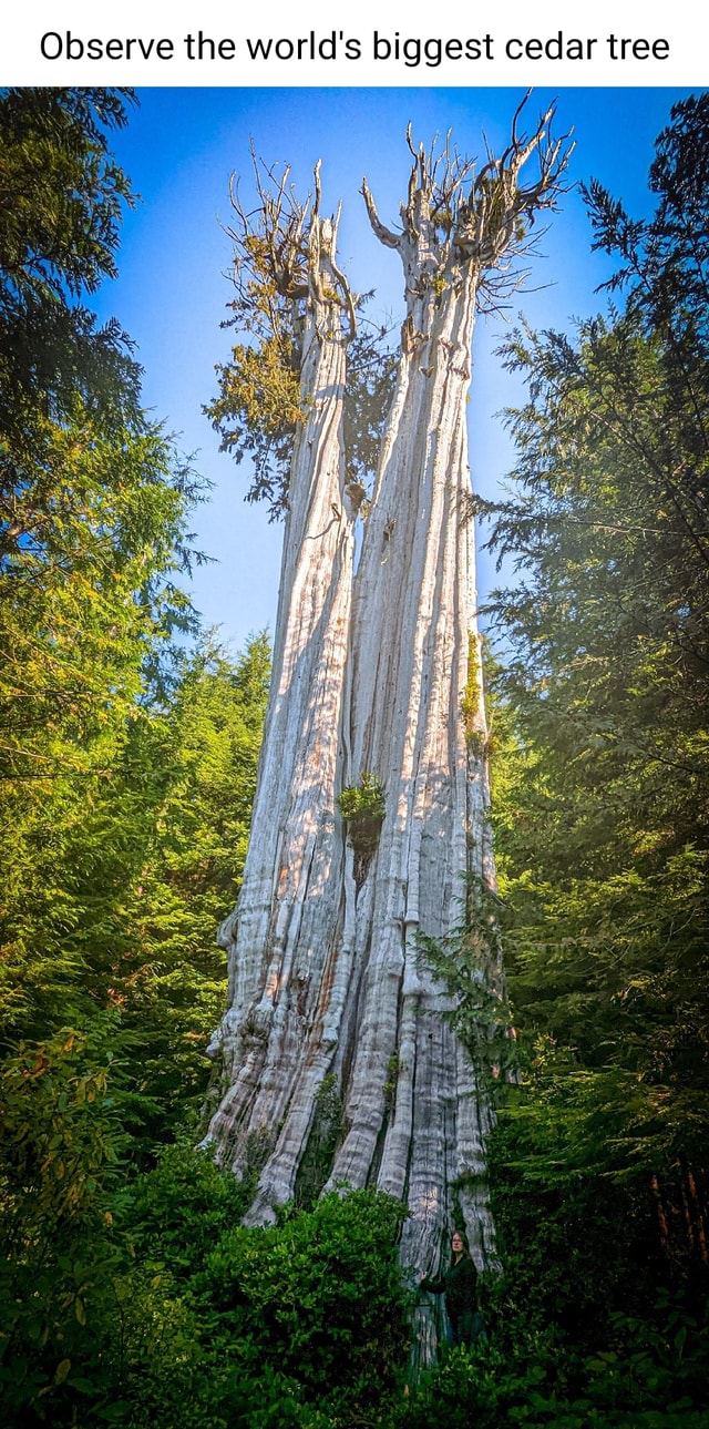 Observe the world's biggest cedar tree - iFunny
