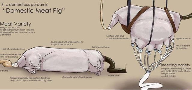 S. s. domesticus porcarnis "Domestic Meat Pig" Variety core of pon nave ...