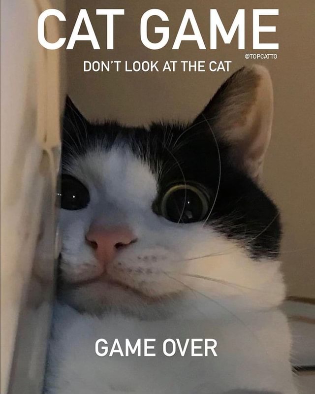 CAT GAME DON'T LOOK AT THE CAT GAME OVER - America’s best pics and videos