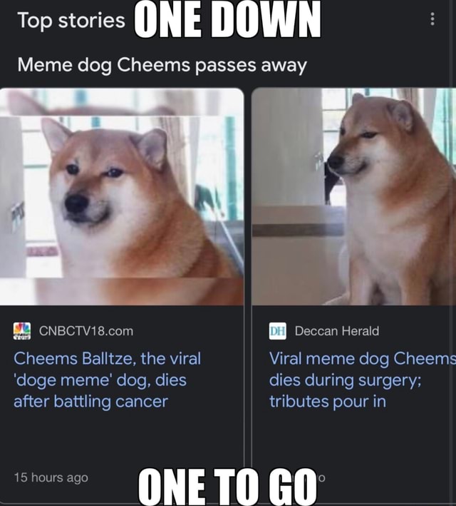 Top stories ONE DOWN Meme dog Cheems passes away DH] Deccan Herald ...