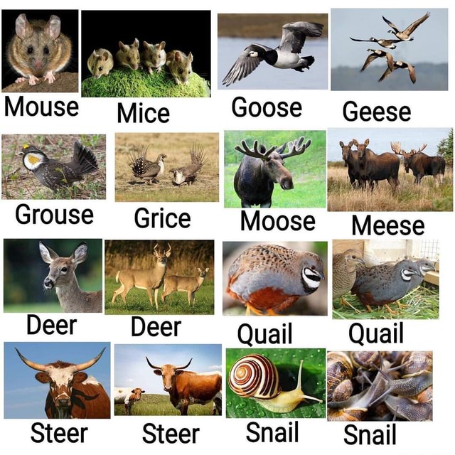 🤔 Sounds about right. Meme by @uiu_birds - Mice Goose Geese hae : Deer ...