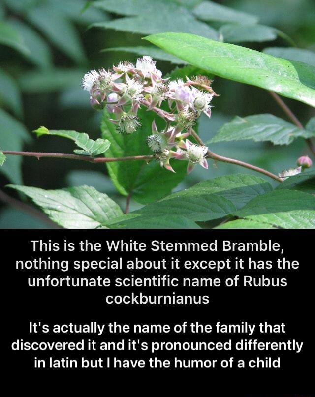 This is the White Stemmed Bramble, nothing special about it except it ...