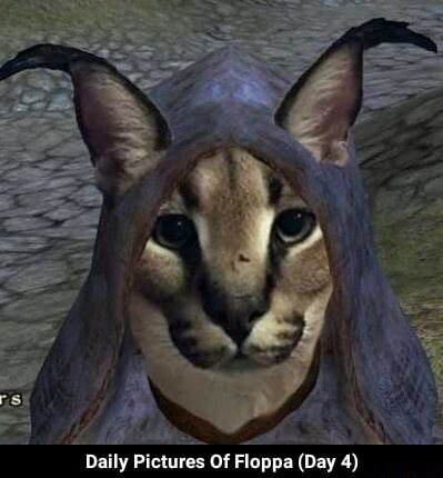 Daily Pictures Of Floppa (Day 4) - Daily Pictures Of Floppa (Day 4 ...