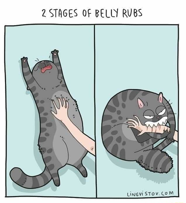 STAGES OF BELLY RUBS - iFunny