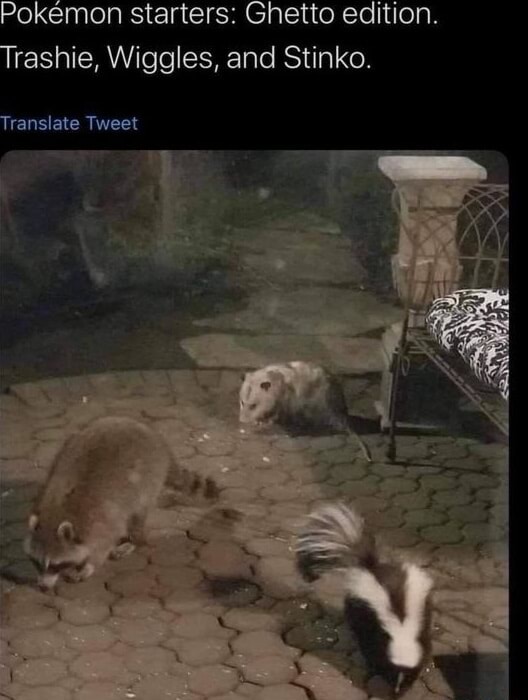 Pokemon starters: Ghetto edition. Trashie, Wiggles, and Stinko ...