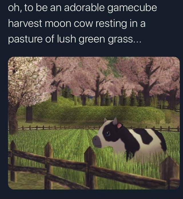 Oh, to be an adorable gamecube harvest moon cow resting in a pasture of ...