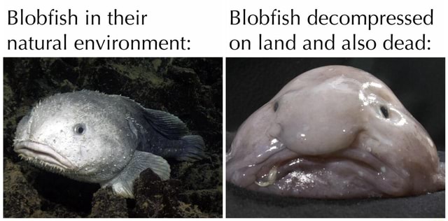 Blobfish in their Blobfish decompressed natural environment: on land ...