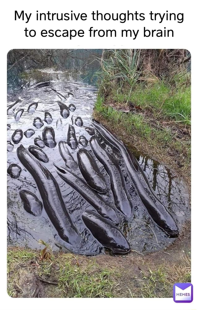 My intrusive thoughts trying to escape from my brain MEMES - iFunny