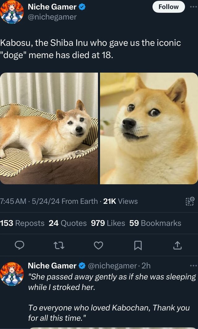 Niche Gamer @ Follow Kabosu, the Shiba Inu who gave us the iconic "doge ...