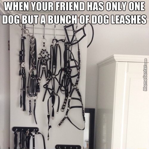 WHEN YOUR FRIEND HAS ONLY ONE DOG BUT A BUNCH OF DOG LEASHES - iFunny
