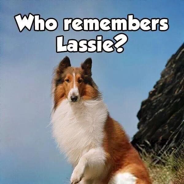 N/A - Who remembers Lassie? - America’s best pics and videos
