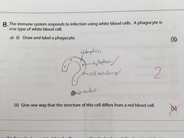 Q, The immune system responds to infection using white blood cells. A ...
