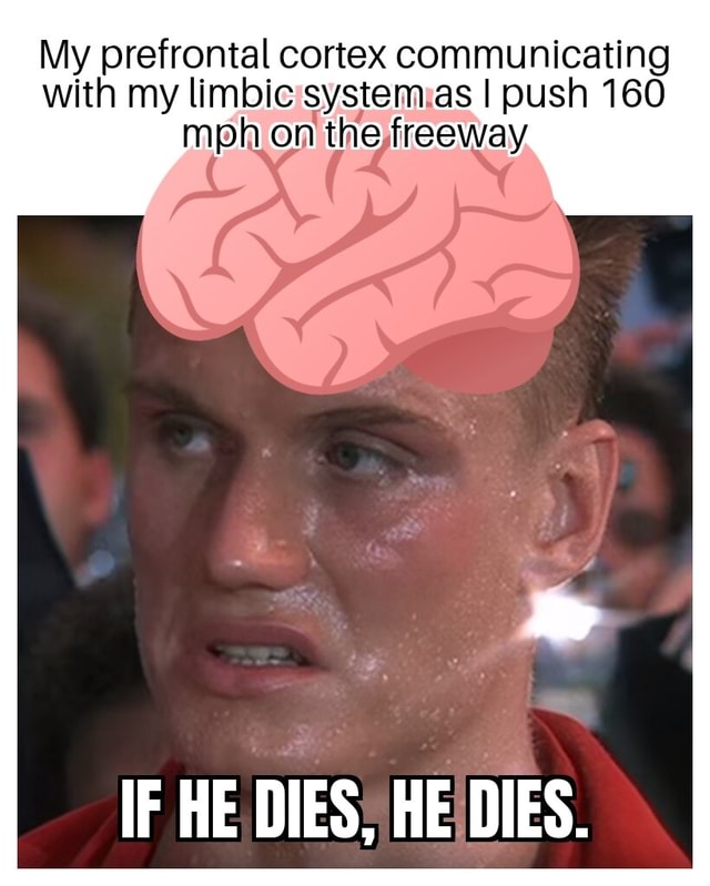My Prefrontal Cortex Communicating With My Limbic System As I Push 160 If He Dies He Dies Ifunny
