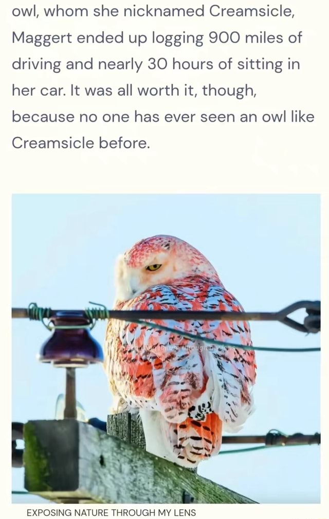 Owl, whom she nicknamed Creamsicle, Maggert ended up logging 900 miles ...