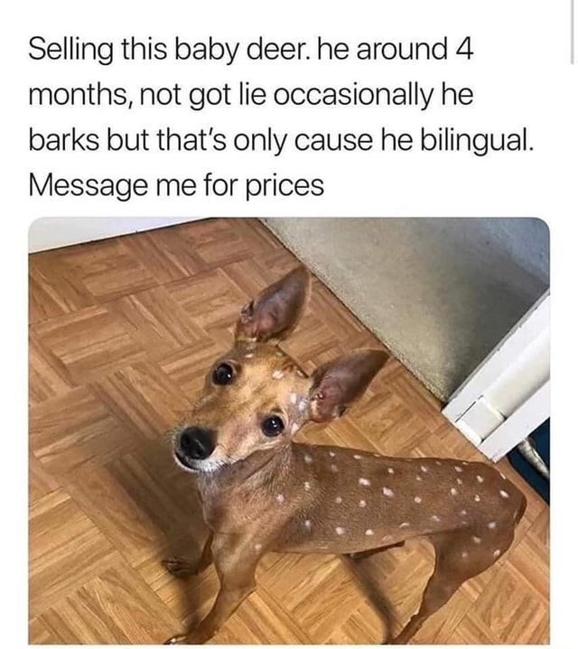 Selling this baby deer. he around 4 months, not got lie occasionally he ...