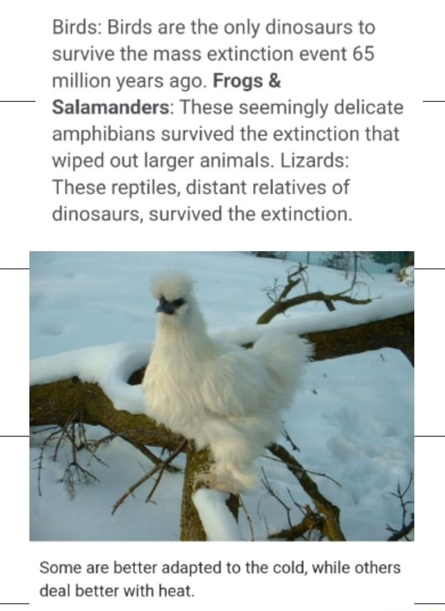 Birds: Birds are the only dinosaurs to survive the mass extinction event 65 million years ago ...