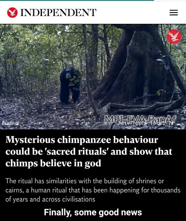 INDEPENDENT Mysterious chimpanzee behaviour could be 'sacred rituals ...