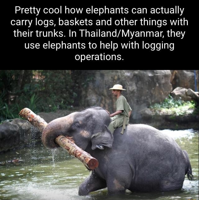 Pretty cool how elephants can actually carry logs, baskets and other ...