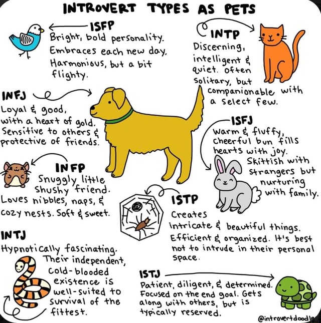 INTROVERT TYPES AS PETS ISFP Bright, bold personality, ISFP Ciwrp ...