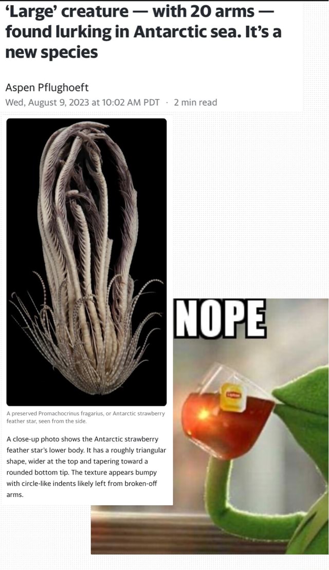 Sea monster with 20 arms found in Antarctica