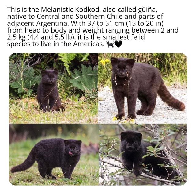 This is the Melanistic Kodkod, also called guifia, native to Central ...
