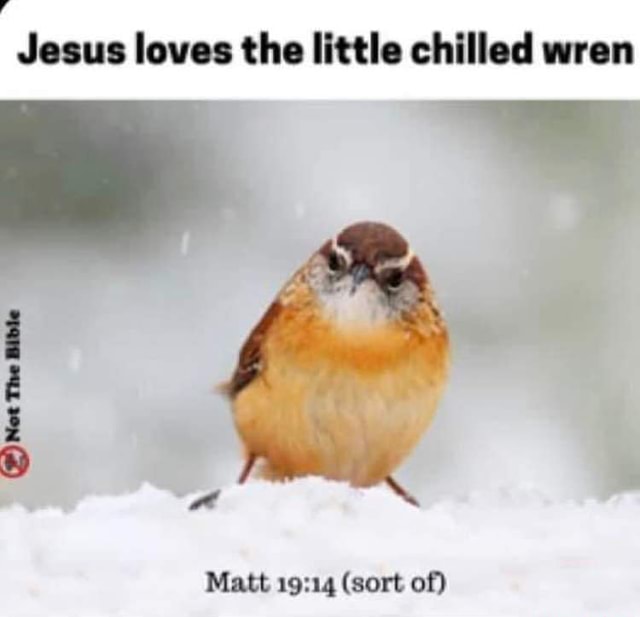 Jesus loves the little chilled wren Matt (sort of) - America’s best ...